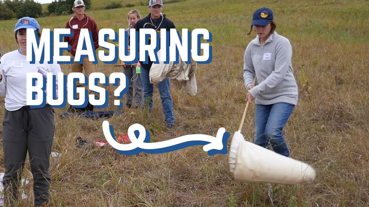 How to Conduct a Field Survey for Insects – Videos – Mother Earth News